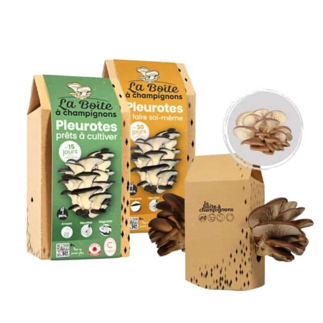 Kit Champignon : Le Cadeau Pour Cultiver Ses Aliments